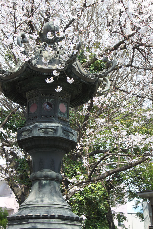 IMG_1537 – Cedarseed