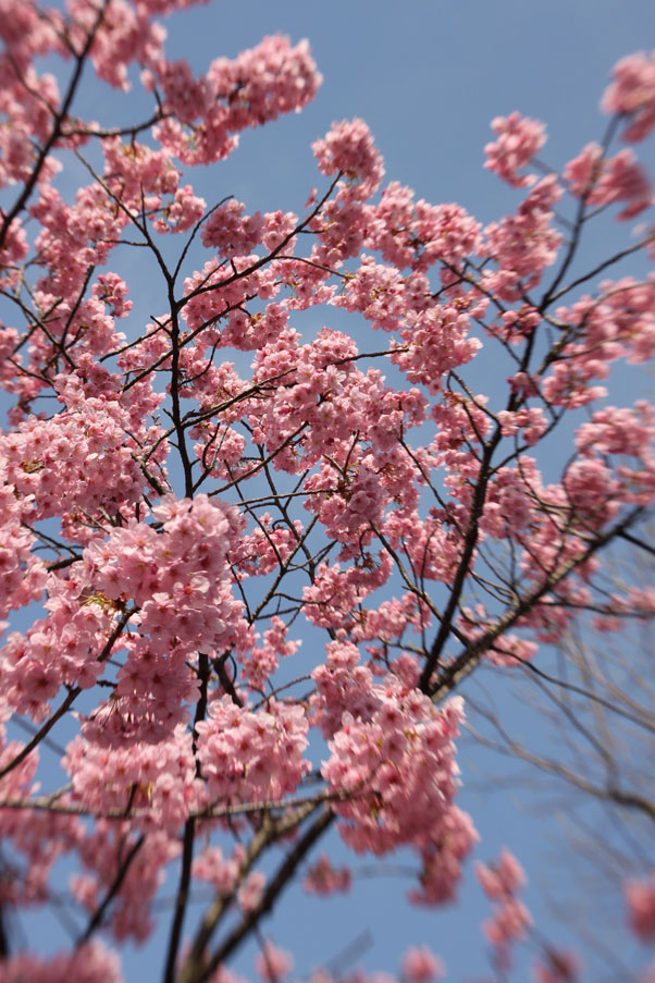 IMG_1698 – Cedarseed