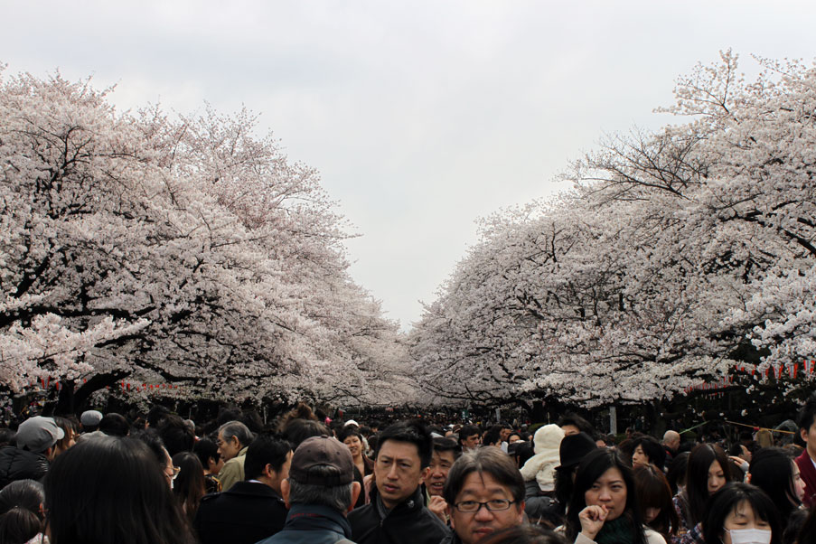 IMG_1736 – Cedarseed