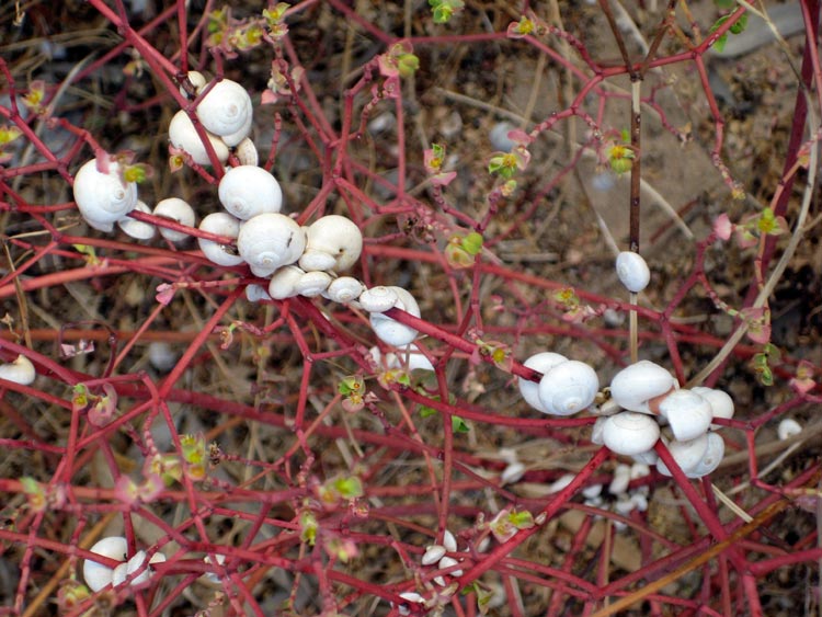 Tyre Snails – Cedarseed