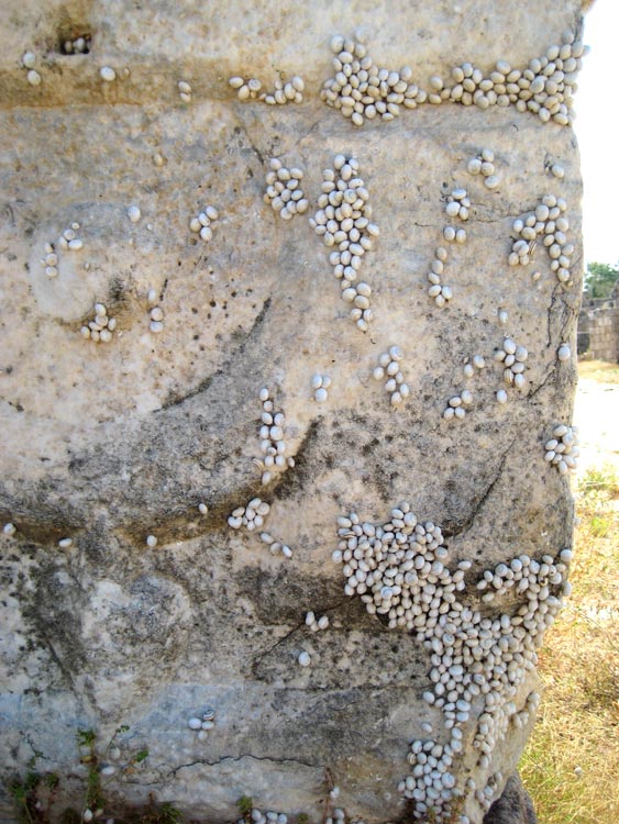 Tyre Snails – Cedarseed