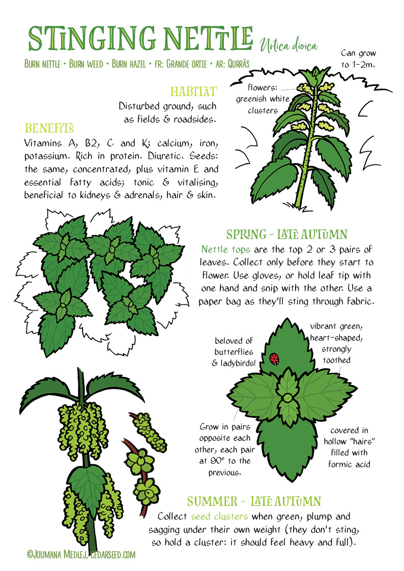 nettles – Cedarseed