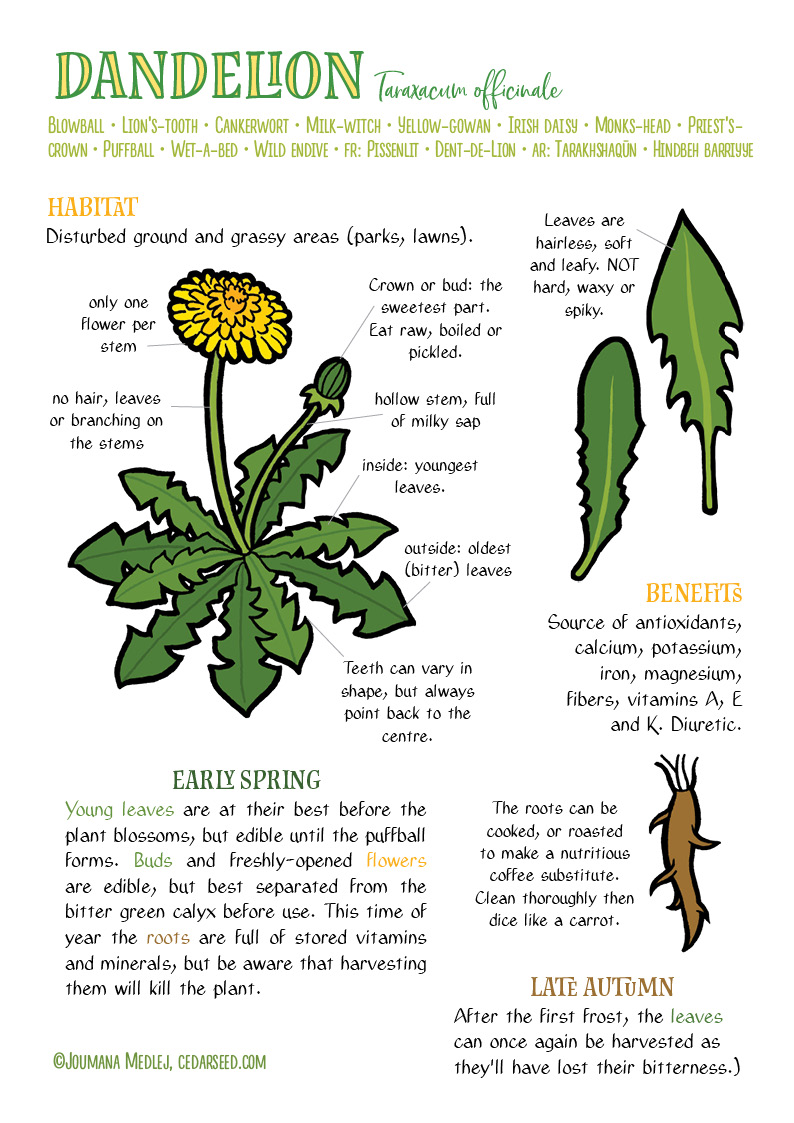 Dandelion – Cedarseed